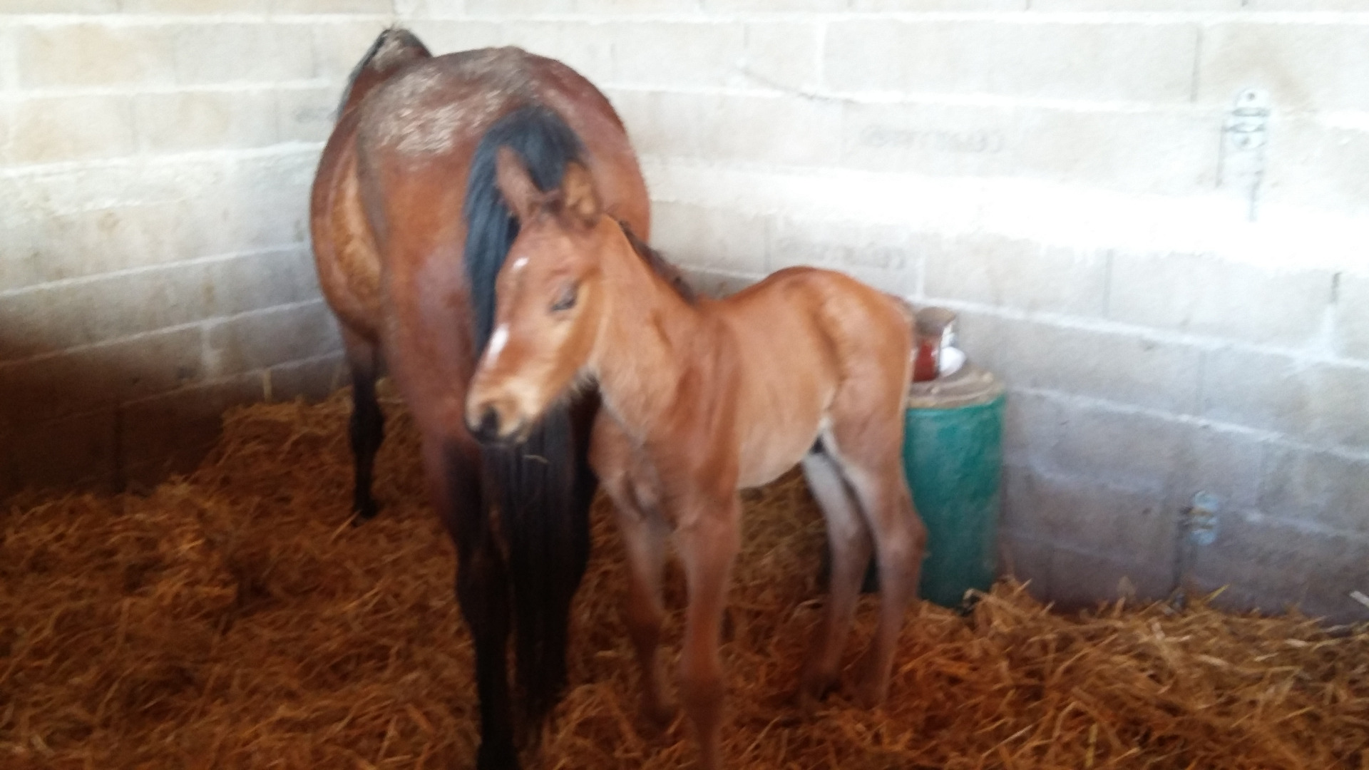 Nos services :: Maréchal ferrant Nico-marechalerie